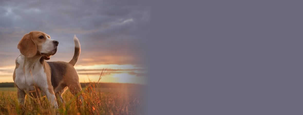 beagle-ad | Alberta Animal Services