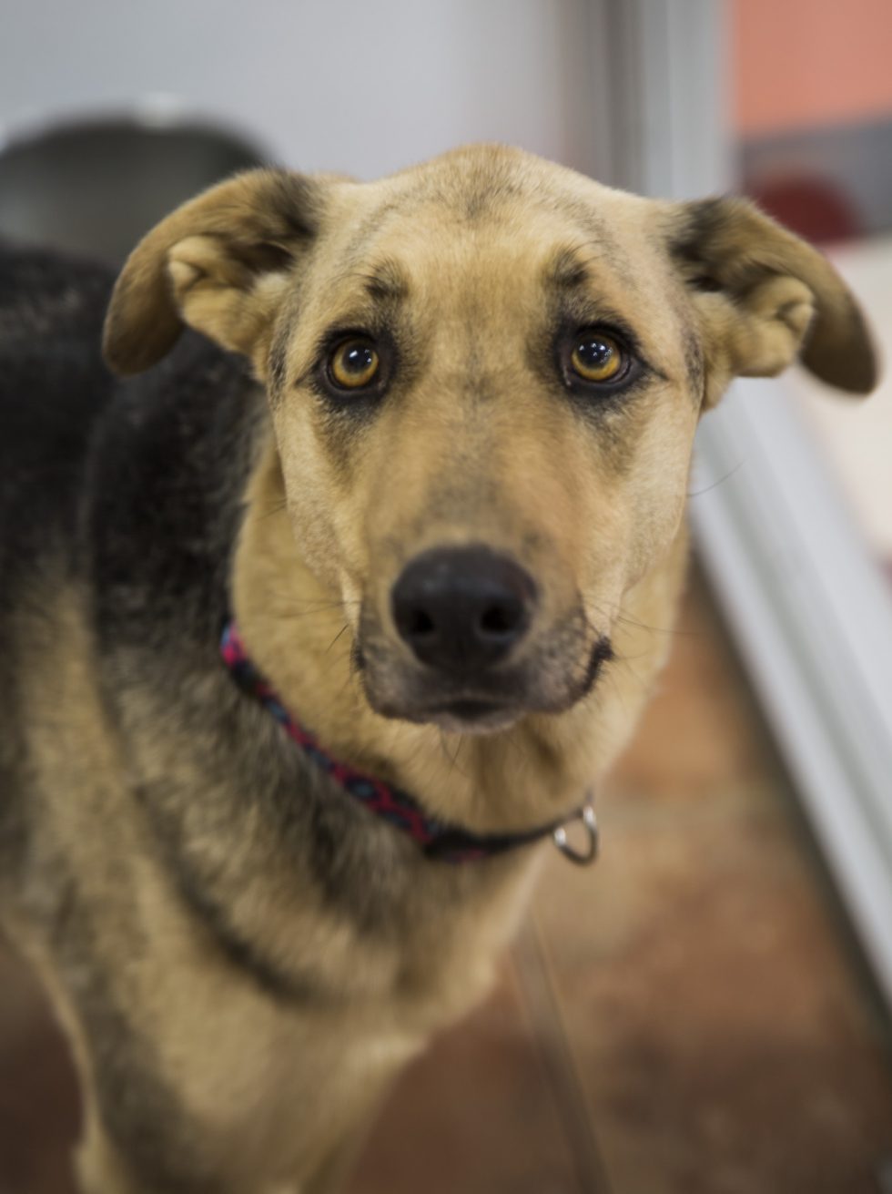 Responsible Pet Ownership | Alberta Animal Services