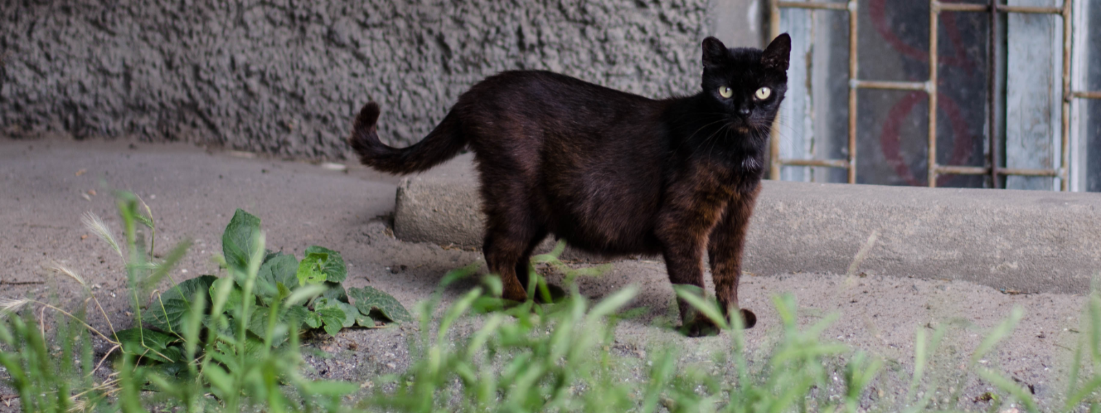black-cat | Alberta Animal Services