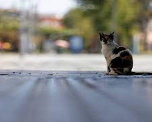 Dealing with Roaming Cats | Alberta Animal Services